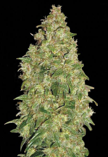 Durban Poison Cannabis Seeds Feminized