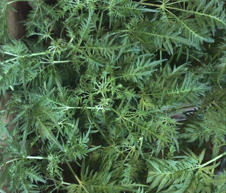 Incognito Cannabis Seeds (REGULAR)